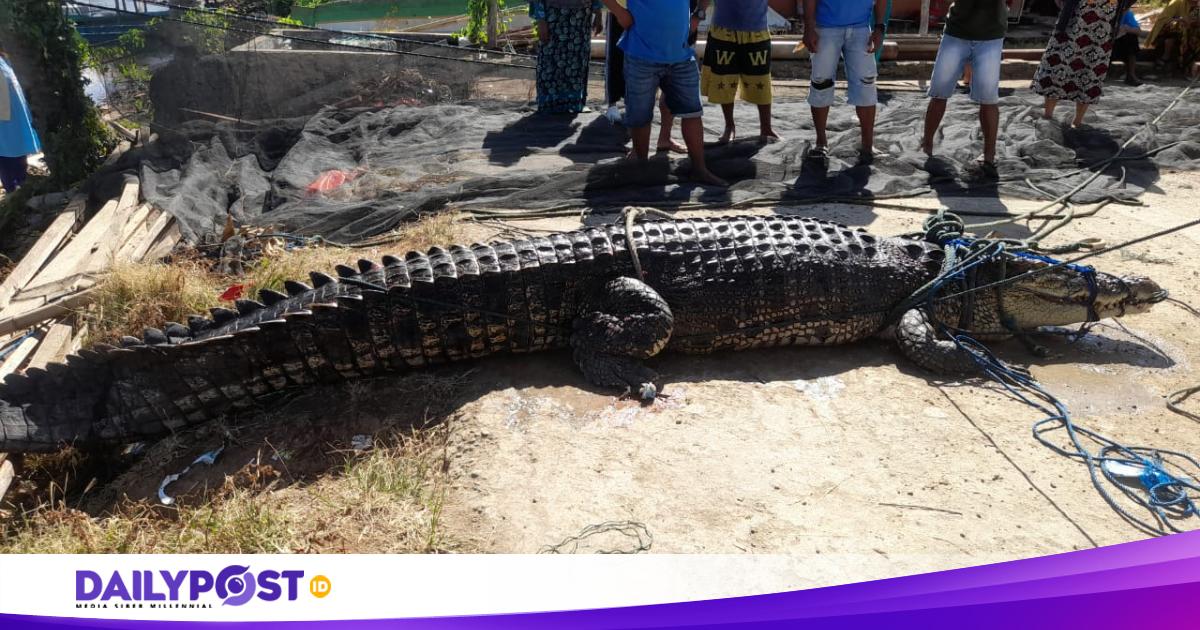 Warga Dikejutkan dengan Penemuan Buaya Monster di Gorontalo Utara ...